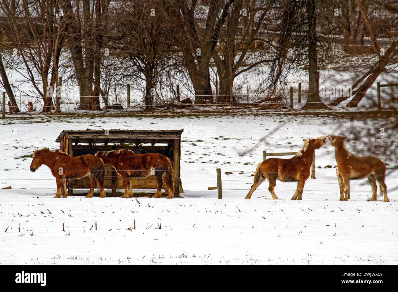 4 horses in field, dirty fur, snow, farm scene, landscape, domestic ...