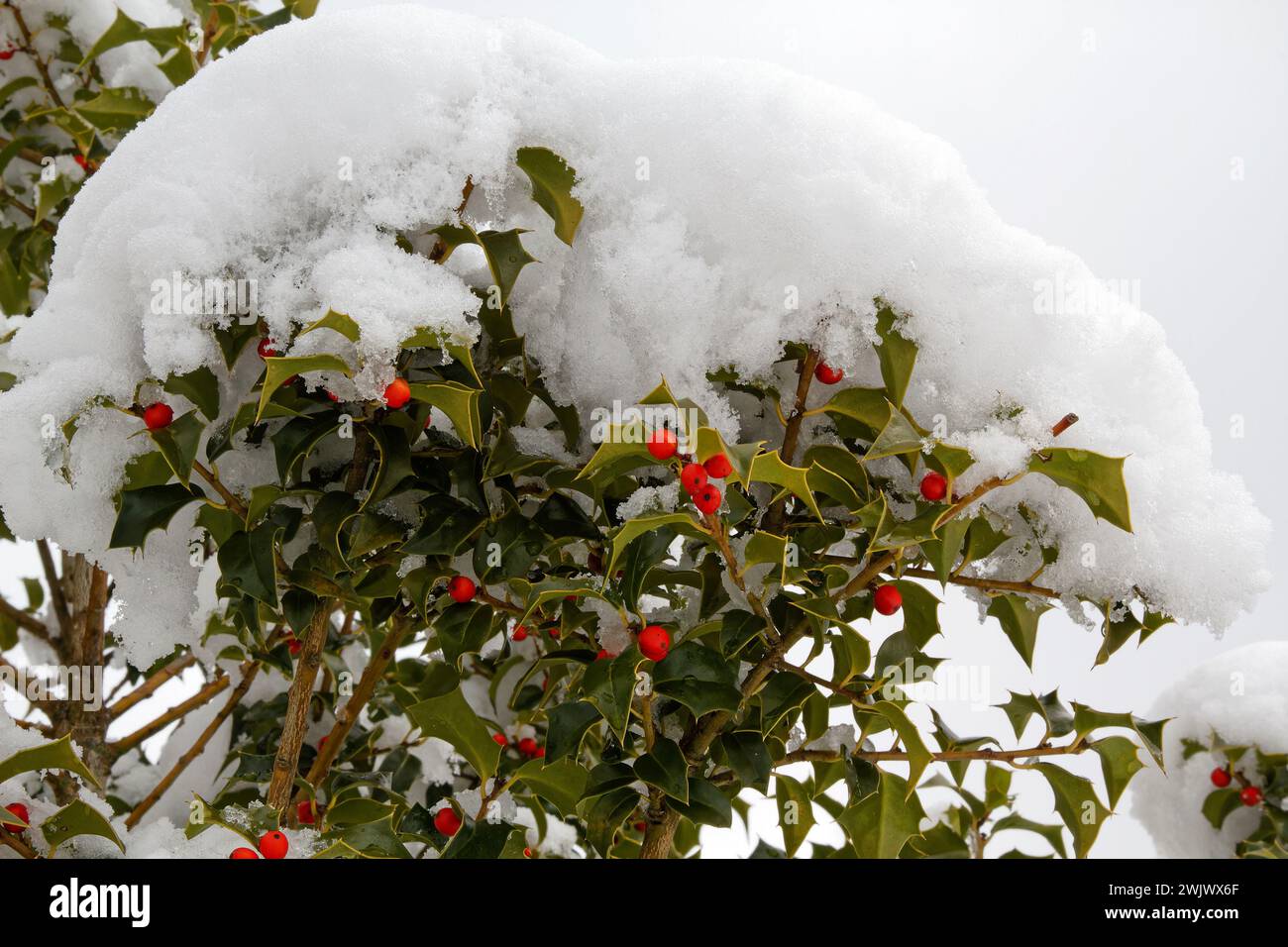 American holly shrub hi-res stock photography and images - Alamy