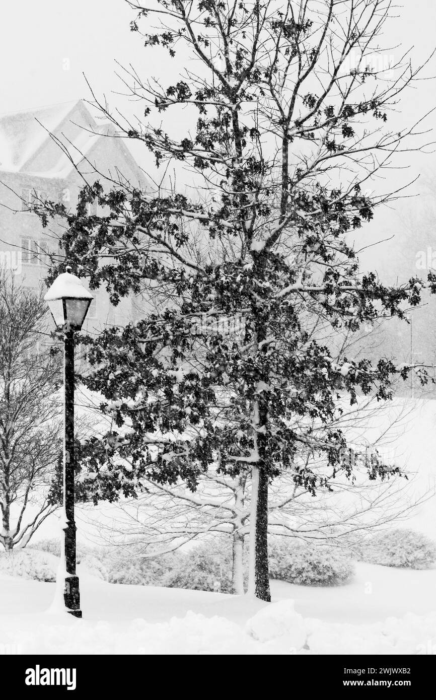 snowstorm; weather event; white; lamppost; tree, pretty scene; black ...