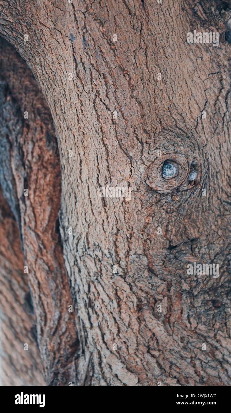 Natural structure of the bark of a mulberry tree. Highly detailed tree bark texture. Tree bark ...