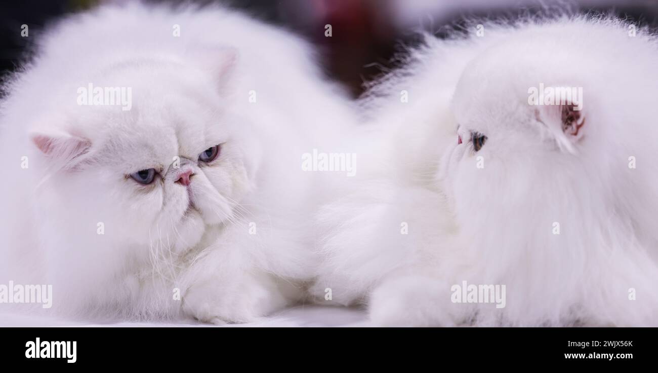 Olympia London 17 Feb 2024 Persian Whites at a puurfect week end about ...