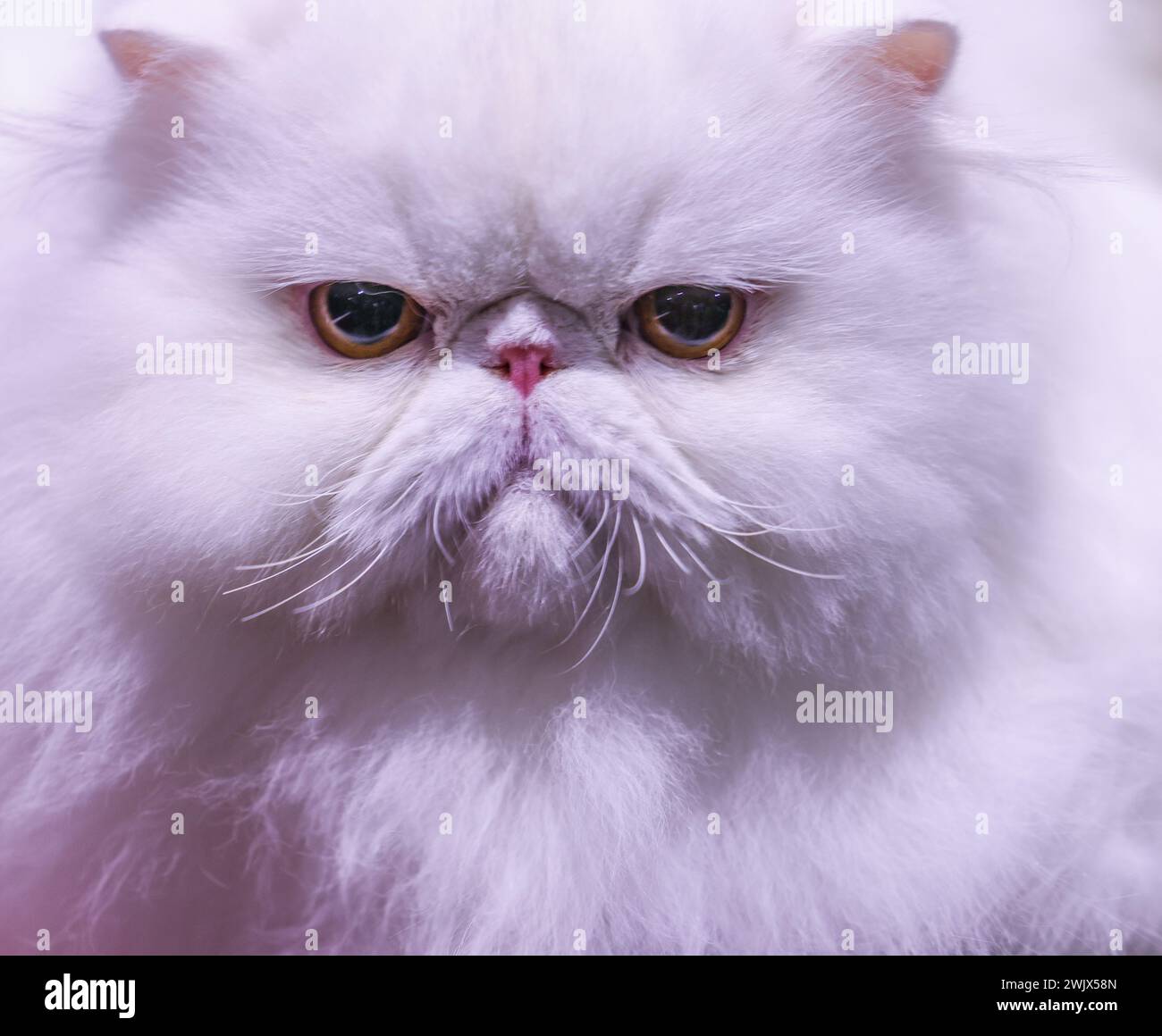 Olympia London 17 Feb 2024 Persian White at a puurfect week end about ...