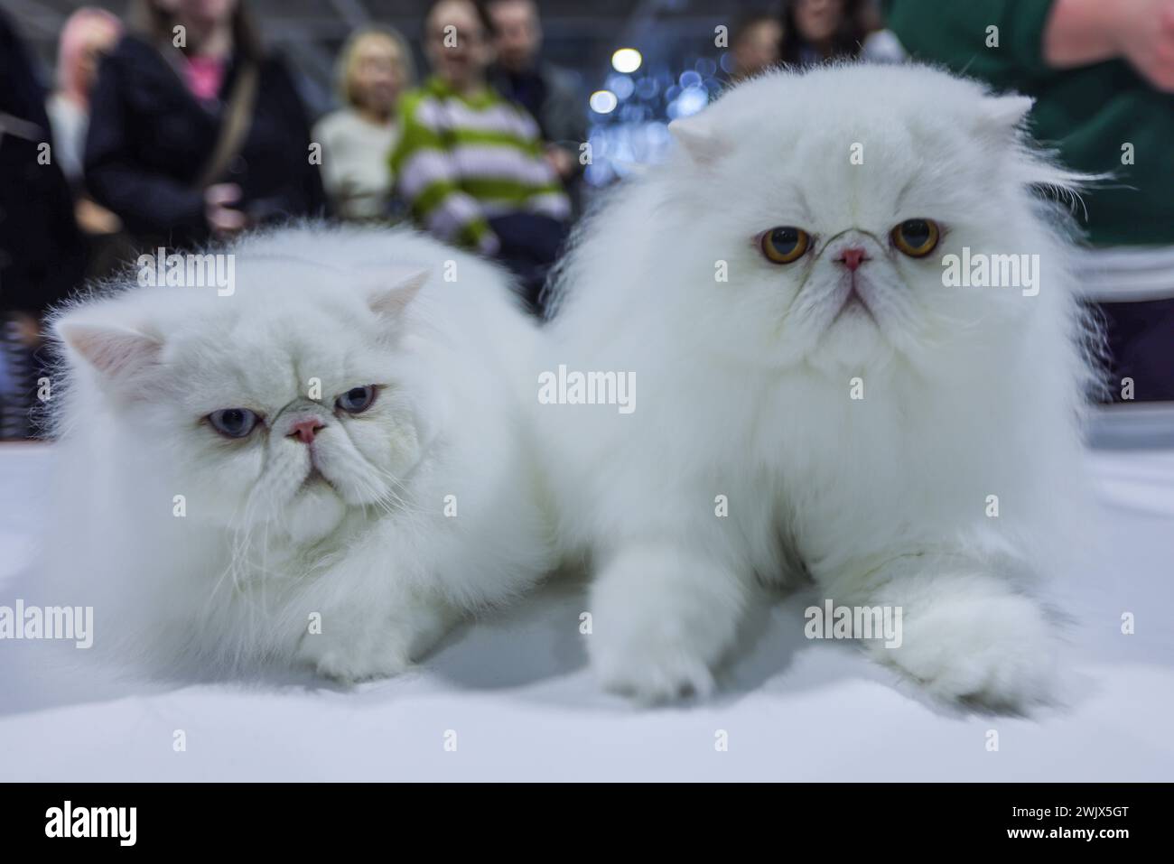 Olympia London 17 Feb 2024 Persian Wfhites at a puurfect week end about ...