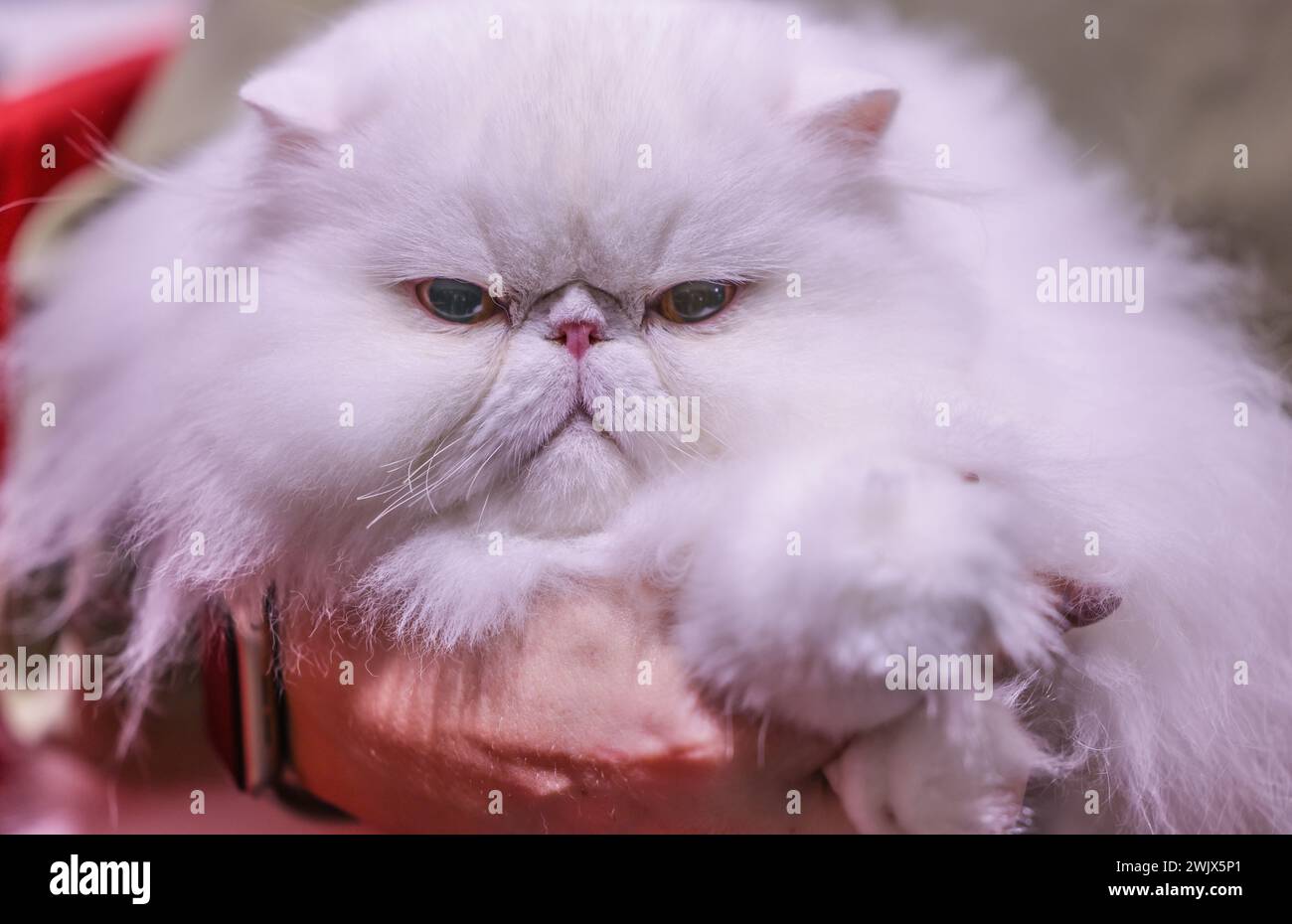 White persin cat hi-res stock photography and images - Alamy