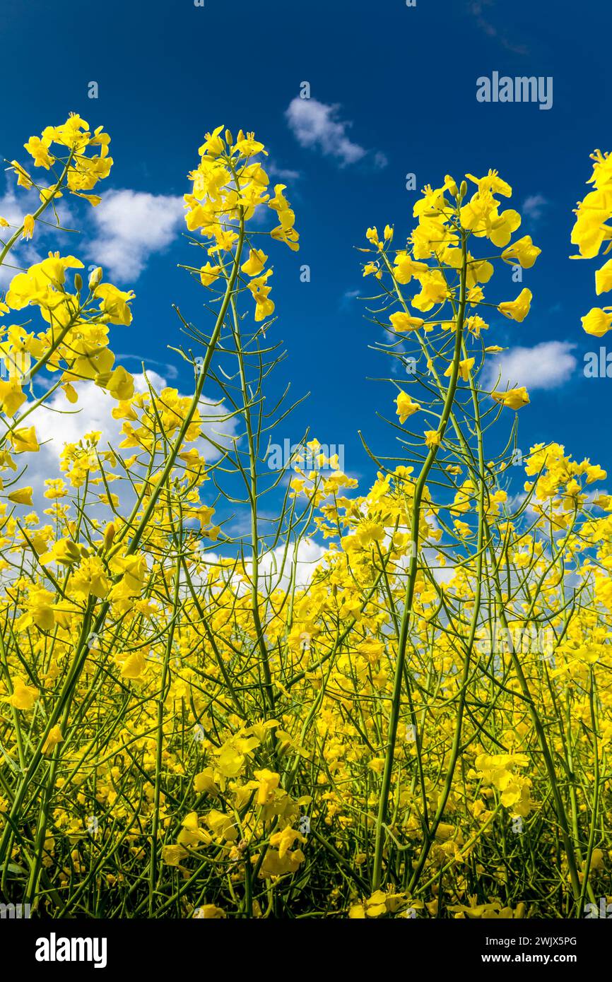 A canola field from inside, Rothenburg ob der Tauber, Bavaria, Germany ...