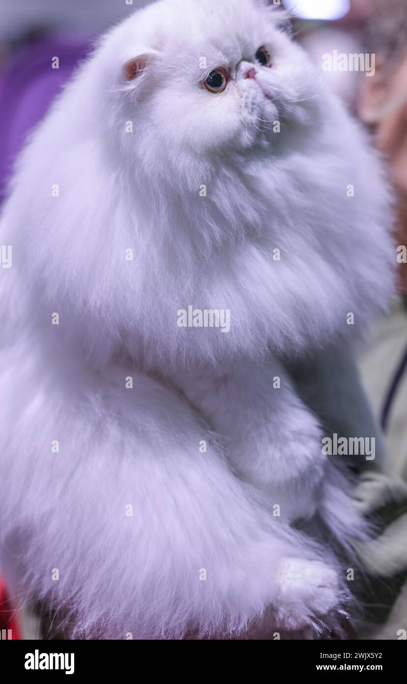 White persin cat hi-res stock photography and images - Alamy
