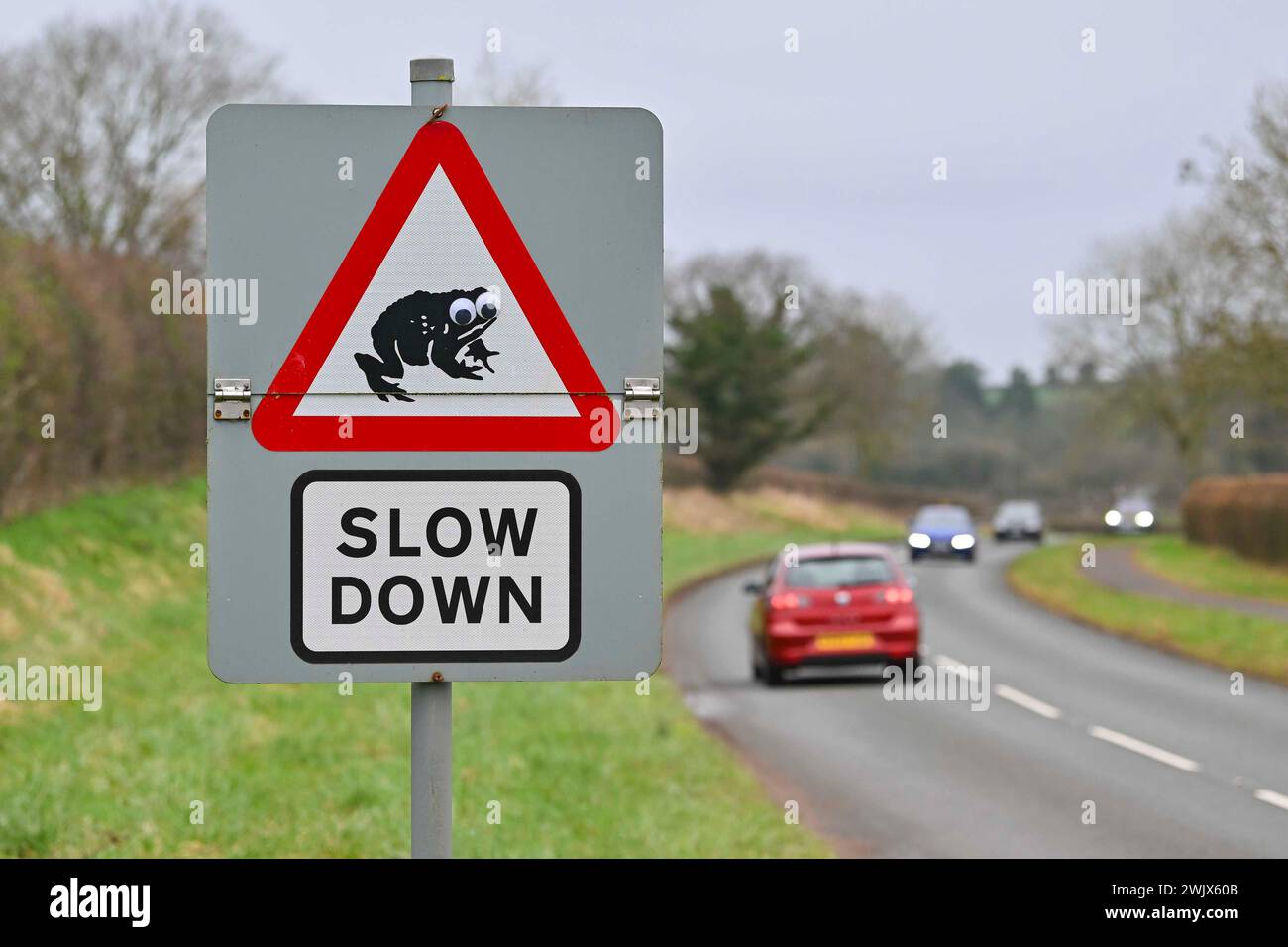 Slow toads hi-res stock photography and images - Alamy