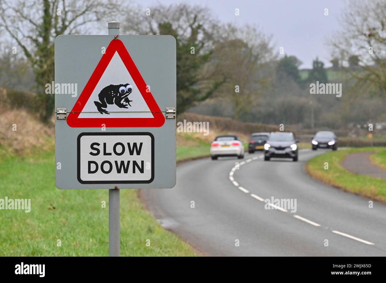 Slow toads hi-res stock photography and images - Alamy