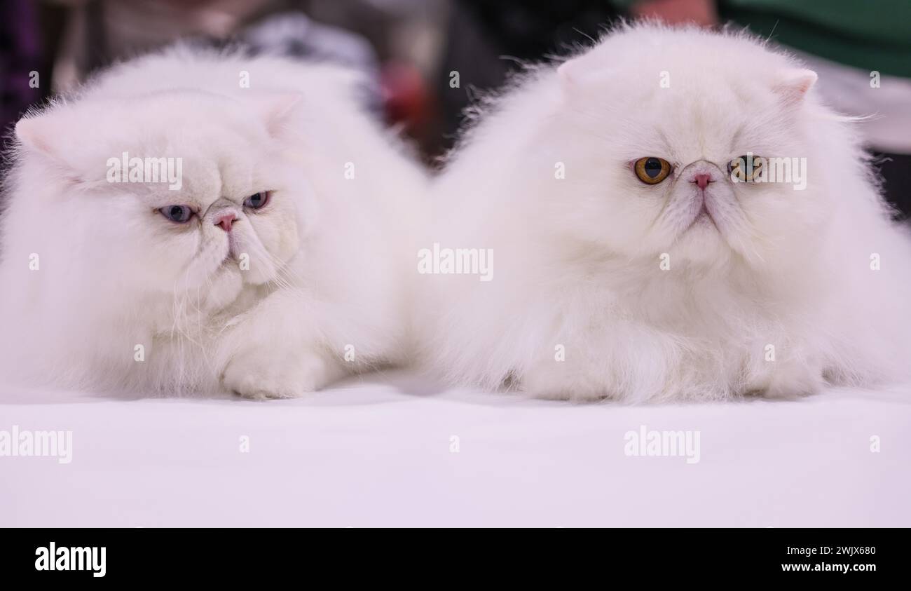 Olympia London 17 Feb 2024 Persian Whites at a puurfect week end about ...