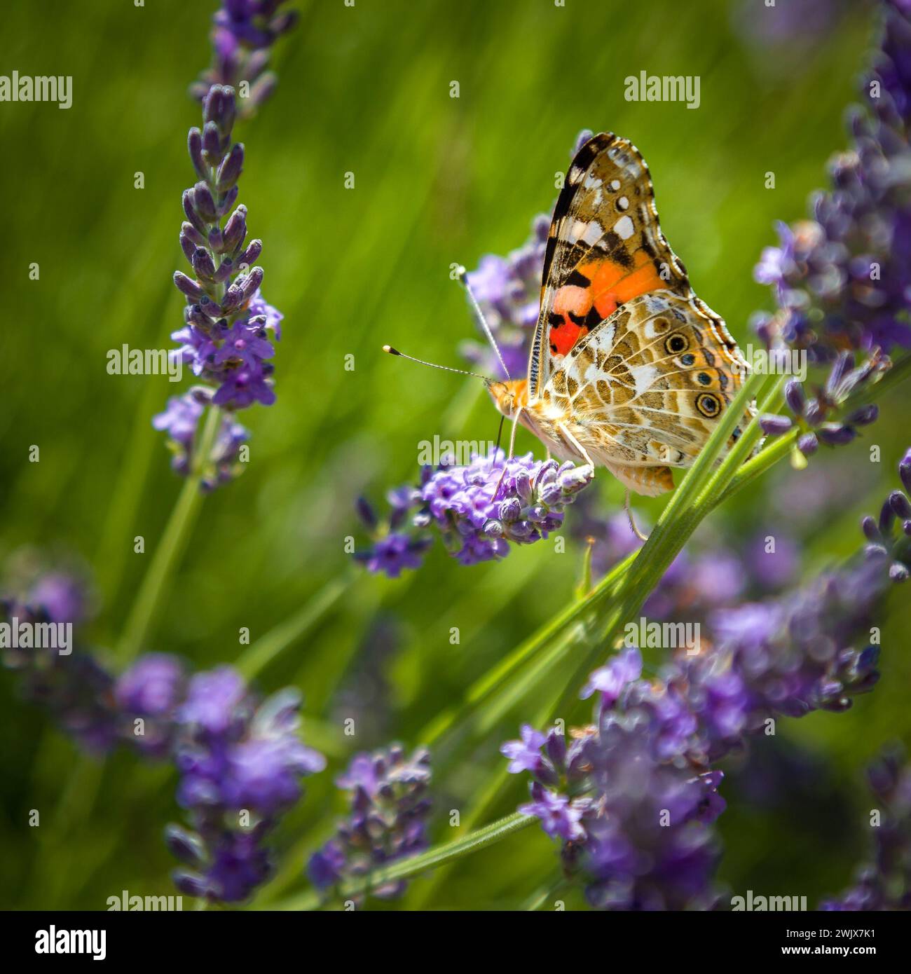 Butterfly provence hi-res stock photography and images - Alamy