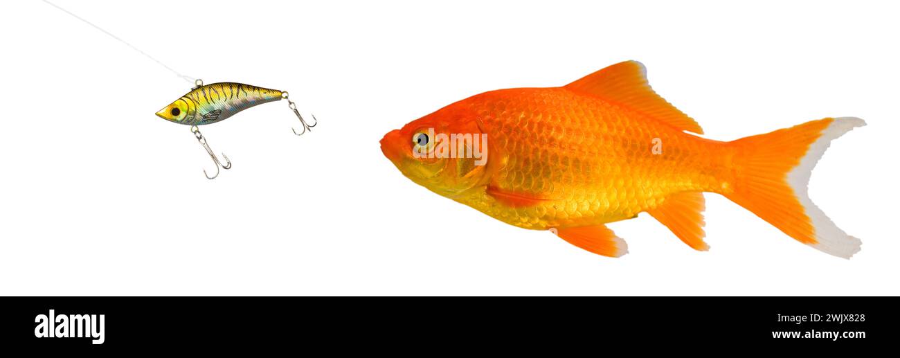 Bright gold fishing lure with an orange gold fish chasing behind ...