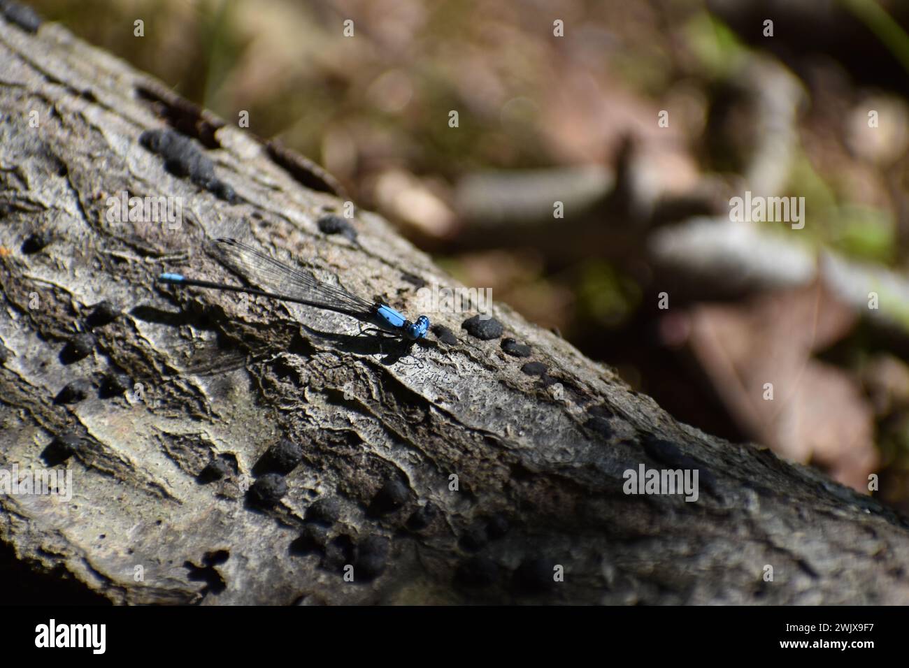 Blue Dragon Fly Stock Photo - Alamy