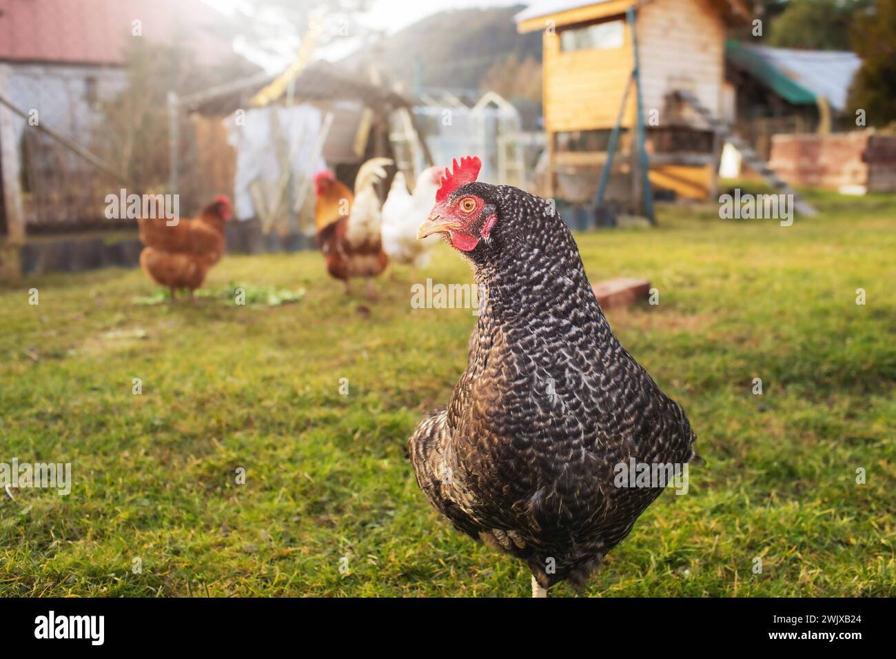 Chicken grazing in garden.Spring season Stock Photo - Alamy