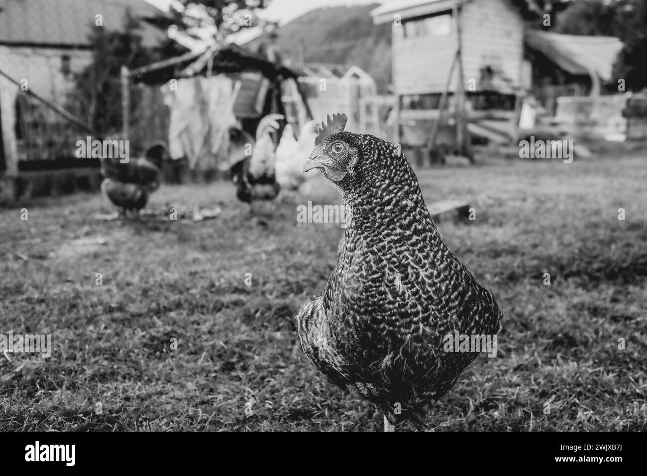 Chicken grazing in garden.Spring season Stock Photo - Alamy