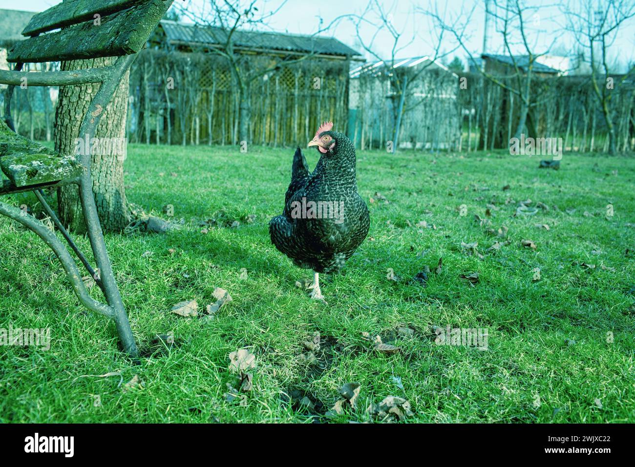 Chicken grazing in garden.Spring season Stock Photo - Alamy