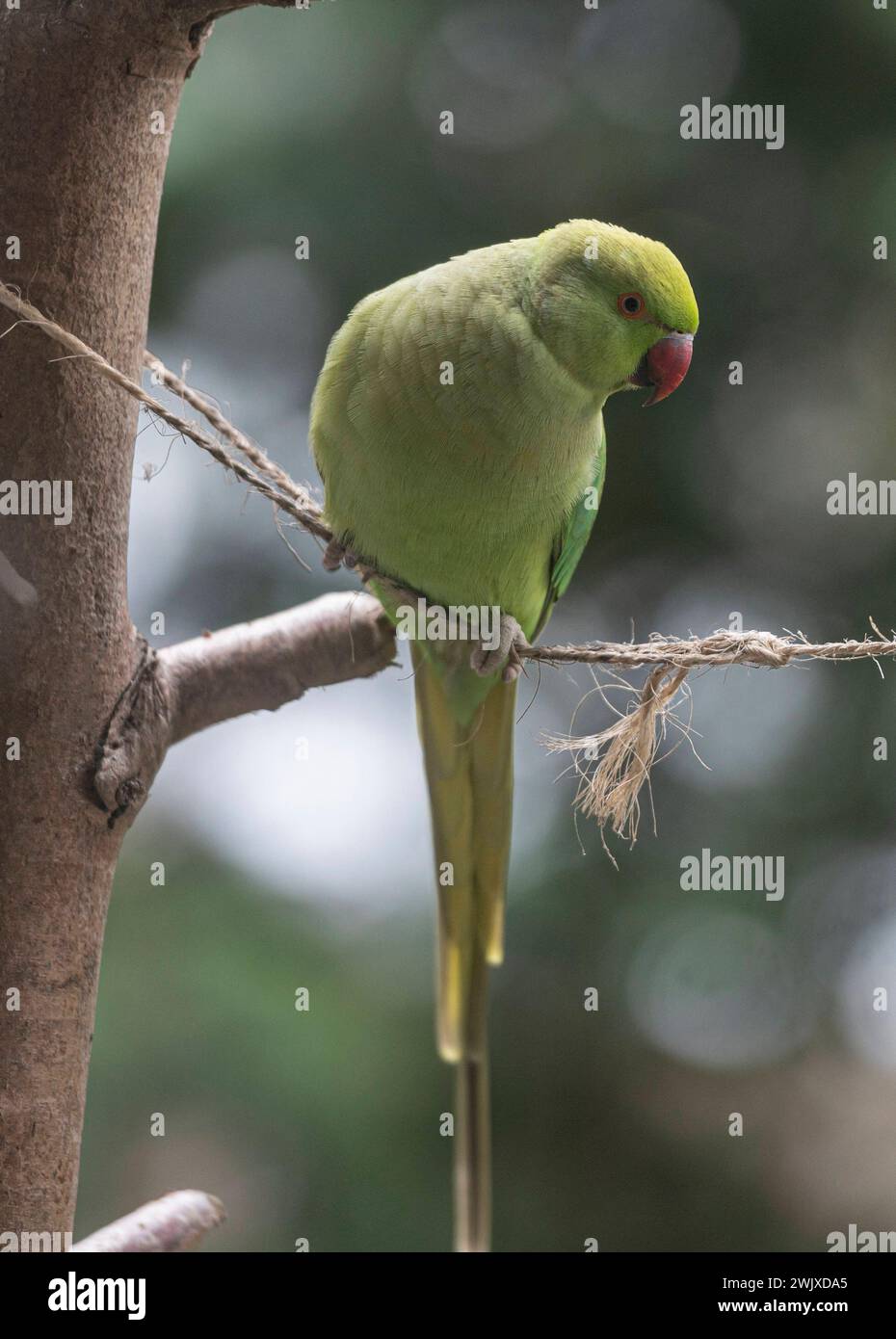 Amsterdam The Netherlands 17th February 2024 Rose-ringed parakeet ...