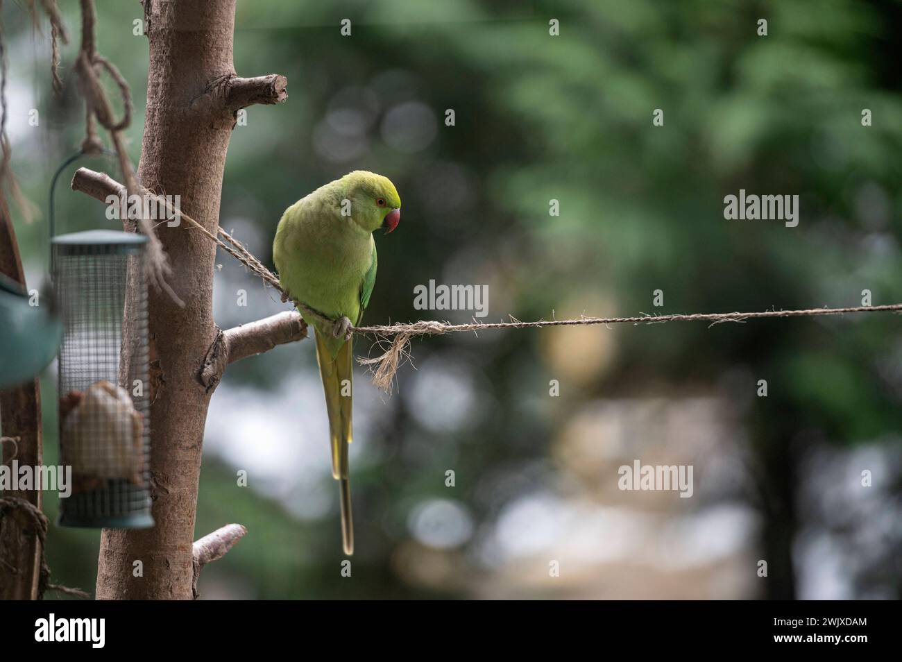 Amsterdam The Netherlands 17th February 2024 Rose-ringed parakeet ...
