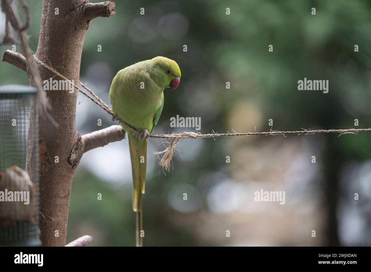 Amsterdam The Netherlands 17th February 2024 Rose-ringed parakeet ...