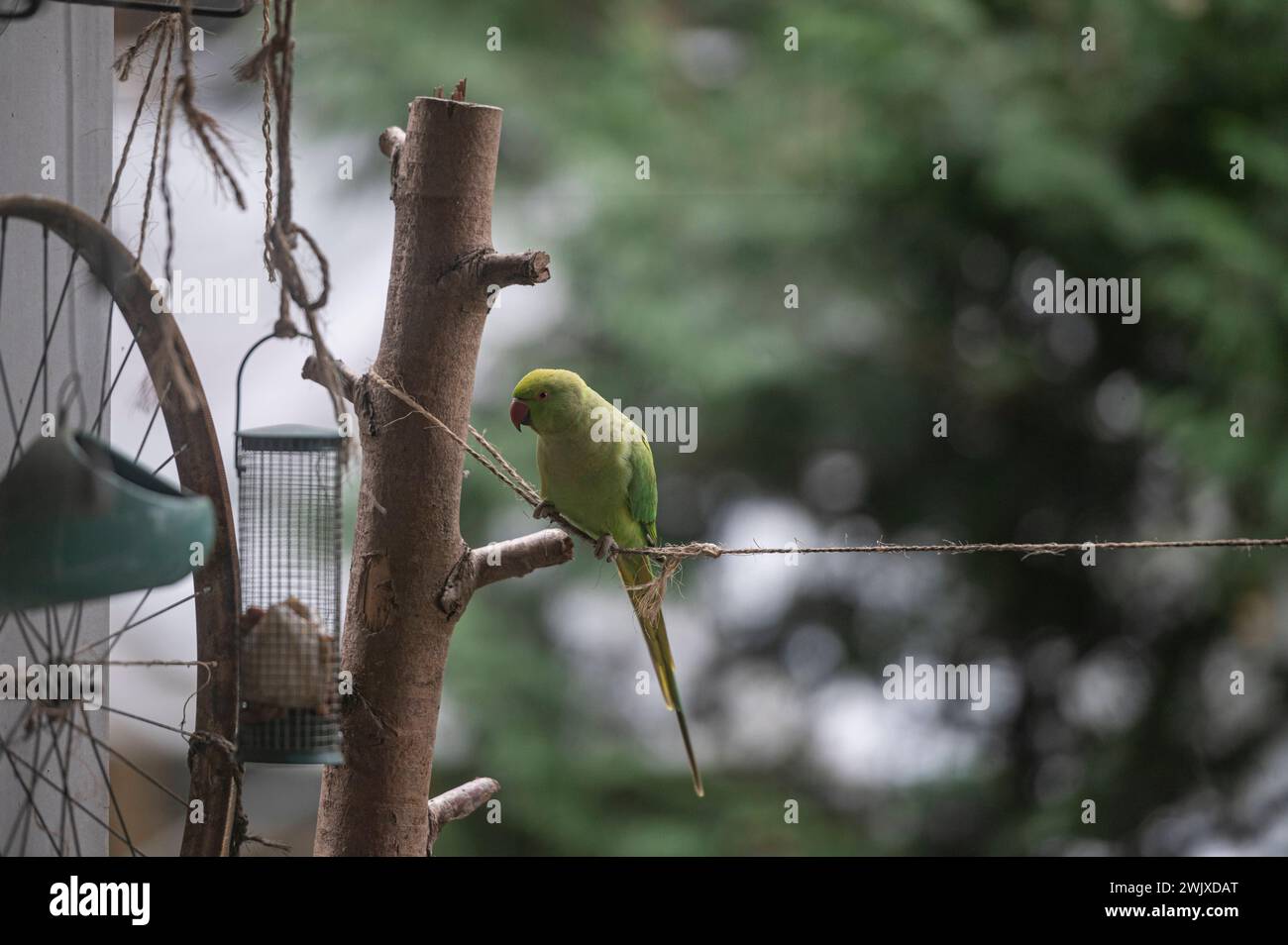 Amsterdam The Netherlands 17th February 2024 Rose-ringed parakeet ...