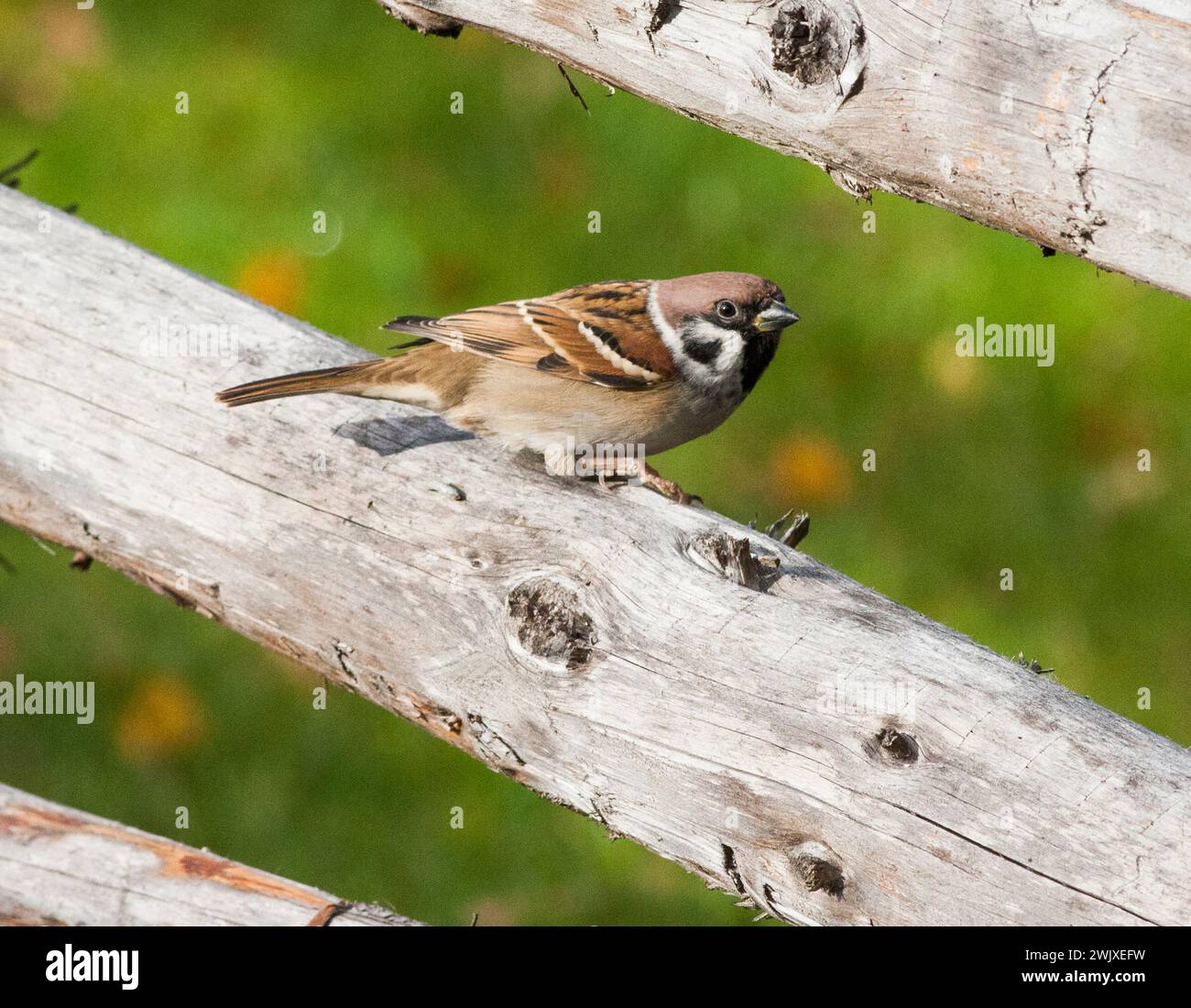 Passer passer hi-res stock photography and images - Alamy