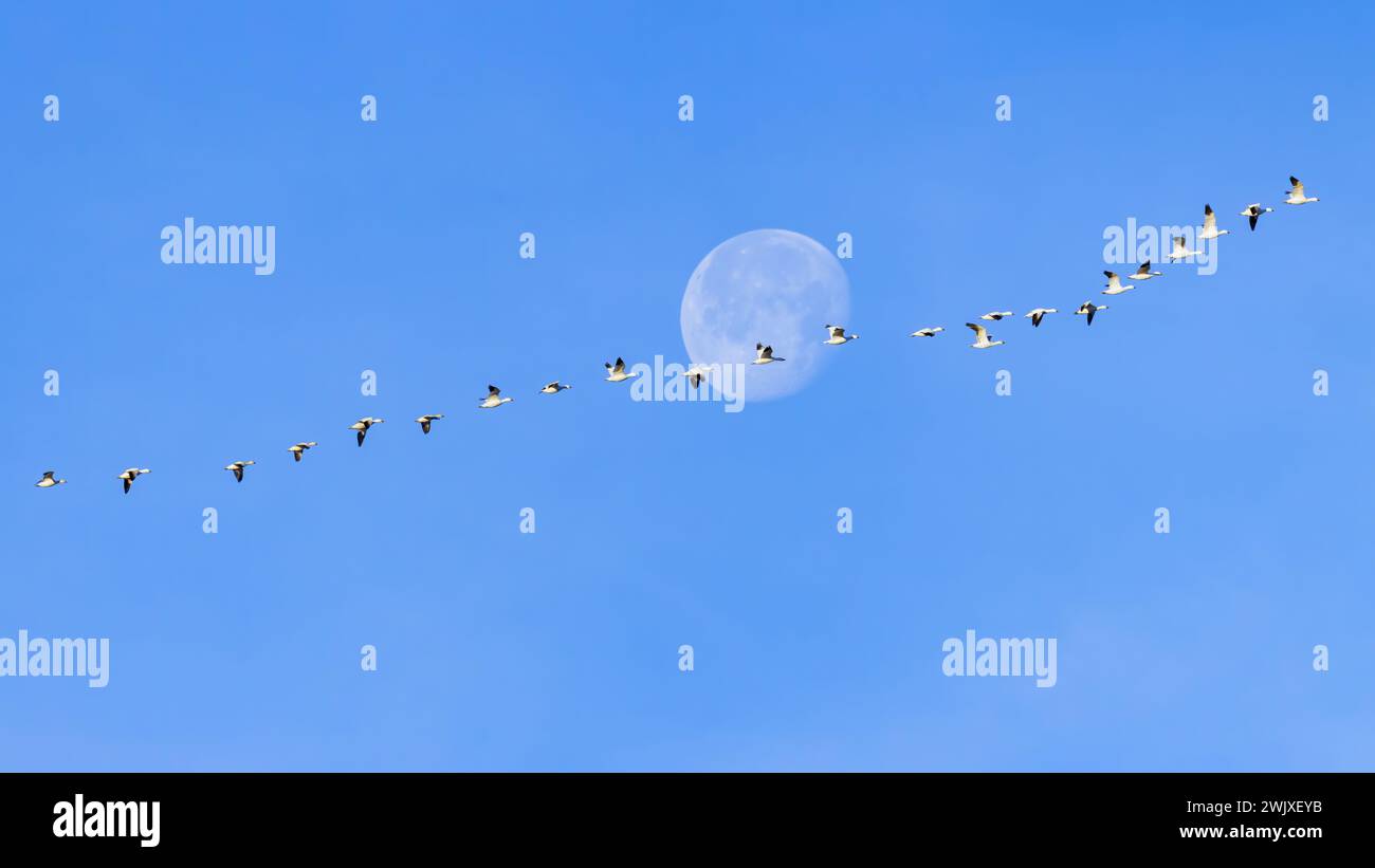 Snow Geese fly against a backdrop of the full wolf moon Stock Photo - Alamy
