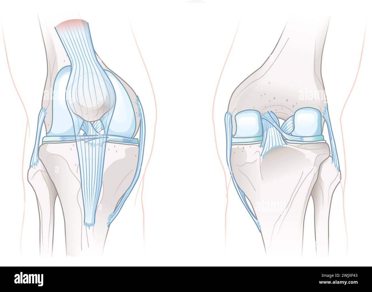 Illustration showing healthy knee joint anatomy Stock Photo - Alamy