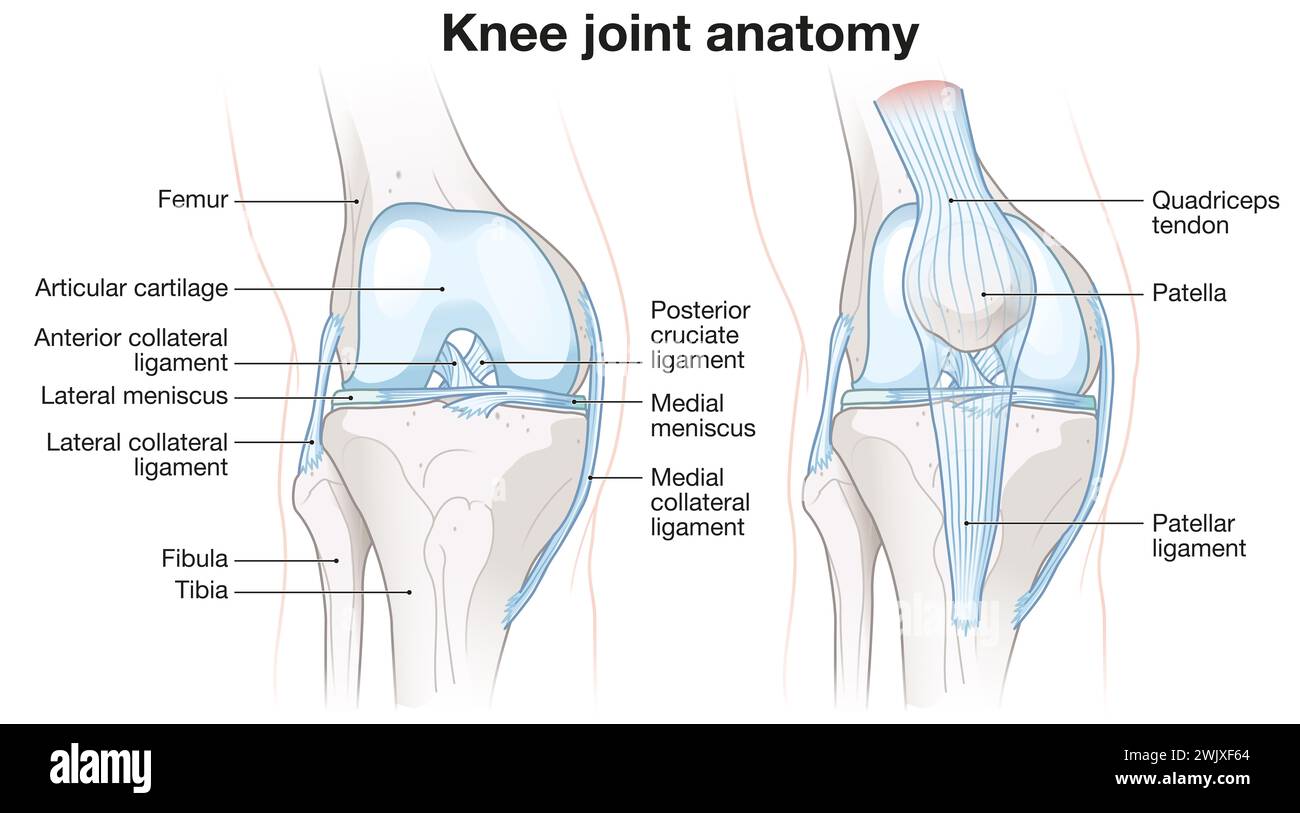 Knee Joint Muscles Diagram