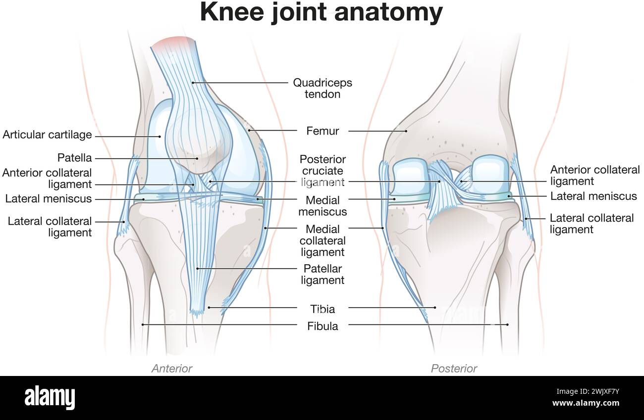 3D illustration showing bones and cartilage of a knee joint. Labeled ...