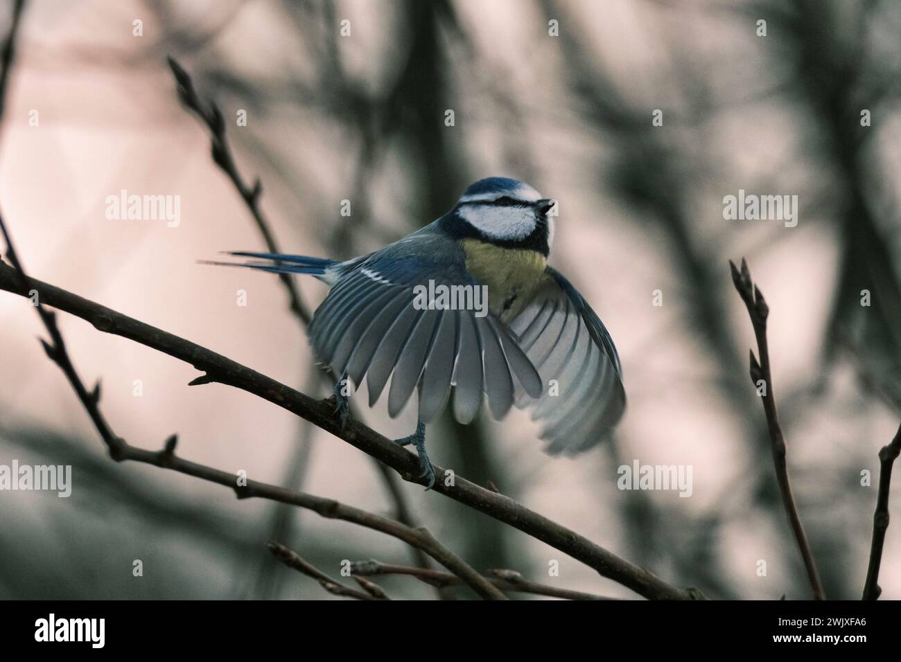In this captivating photograph, a vibrant close-up of an Eurasian Blue ...