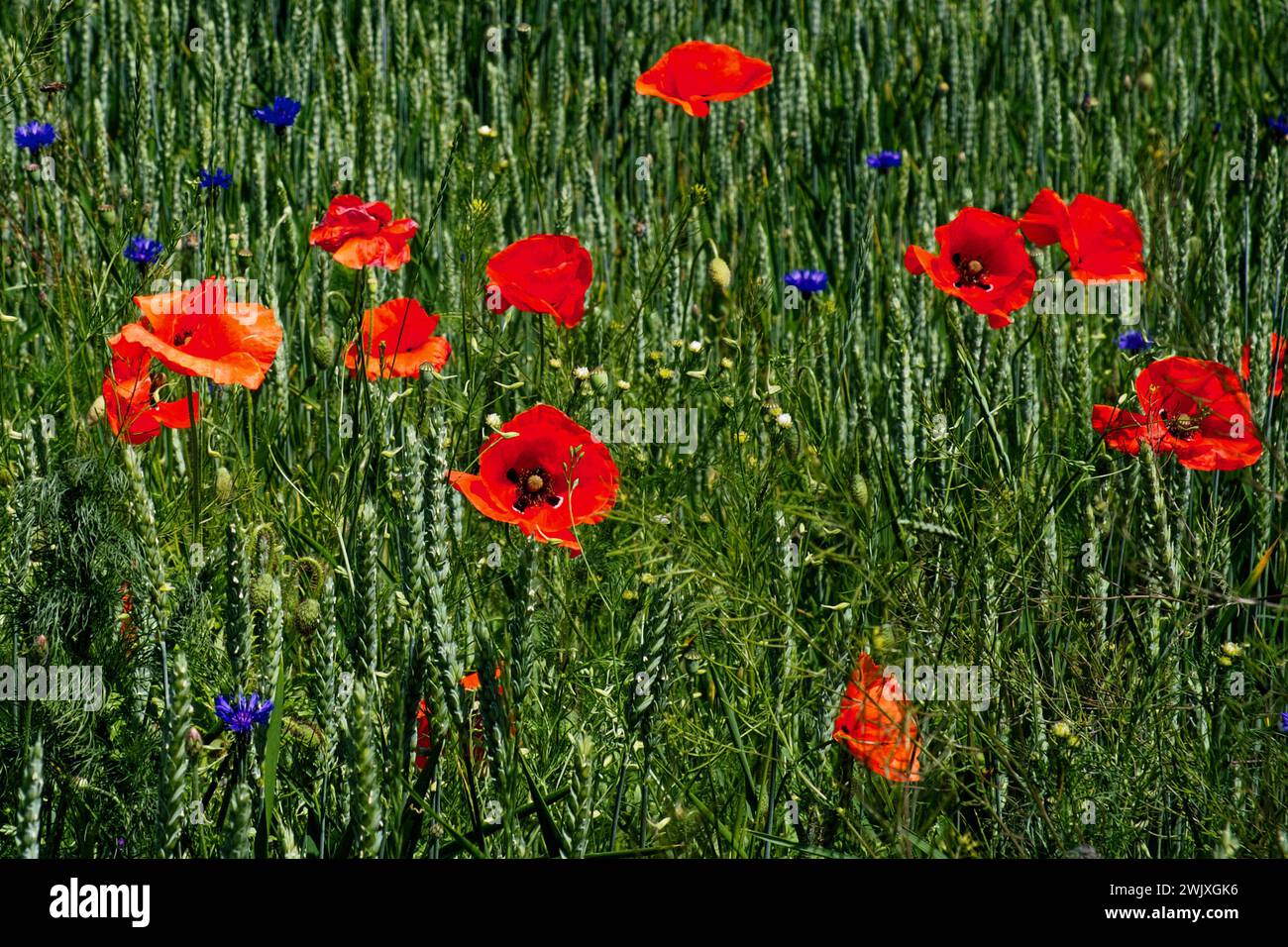 Blooms interspersed hi-res stock photography and images - Alamy