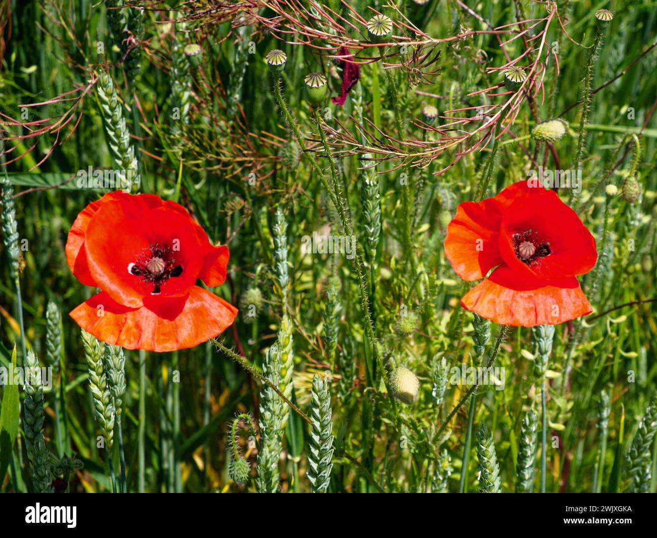 Two vibrant stems hi-res stock photography and images - Alamy