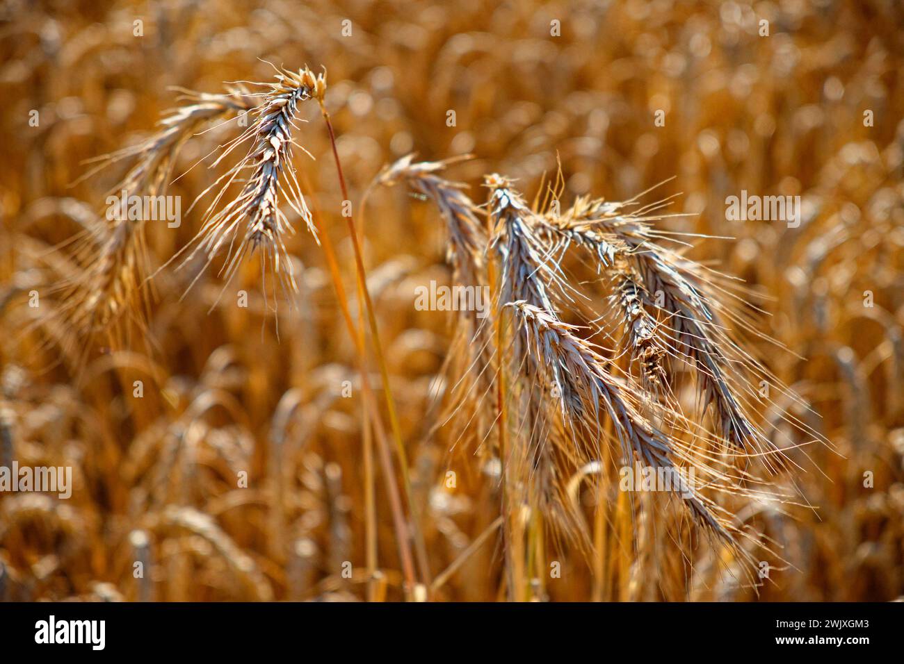 Detailed crop landscape hi-res stock photography and images - Alamy