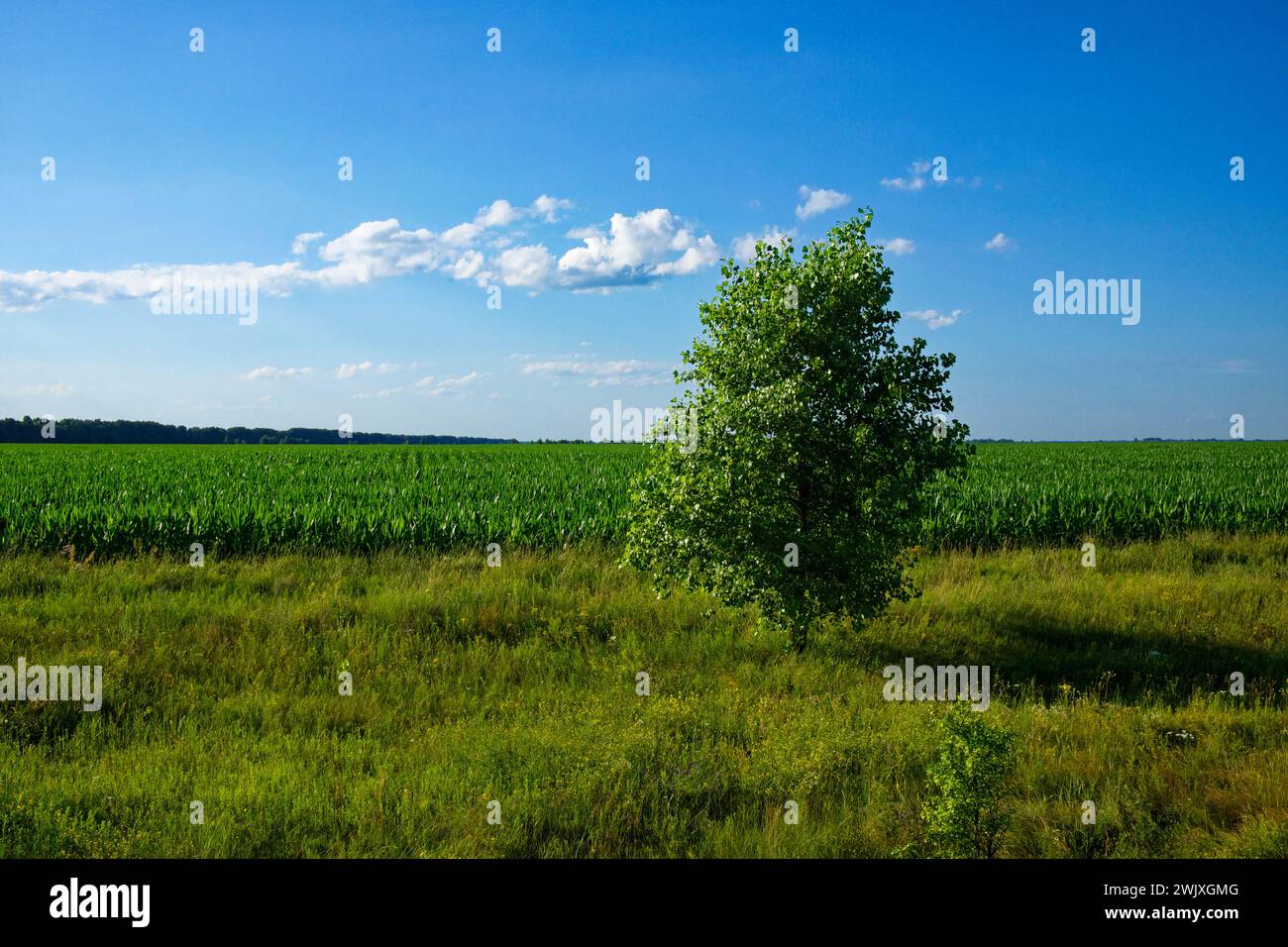 In open land, a solitary tree is surrounded by wild grass, with a crop ...