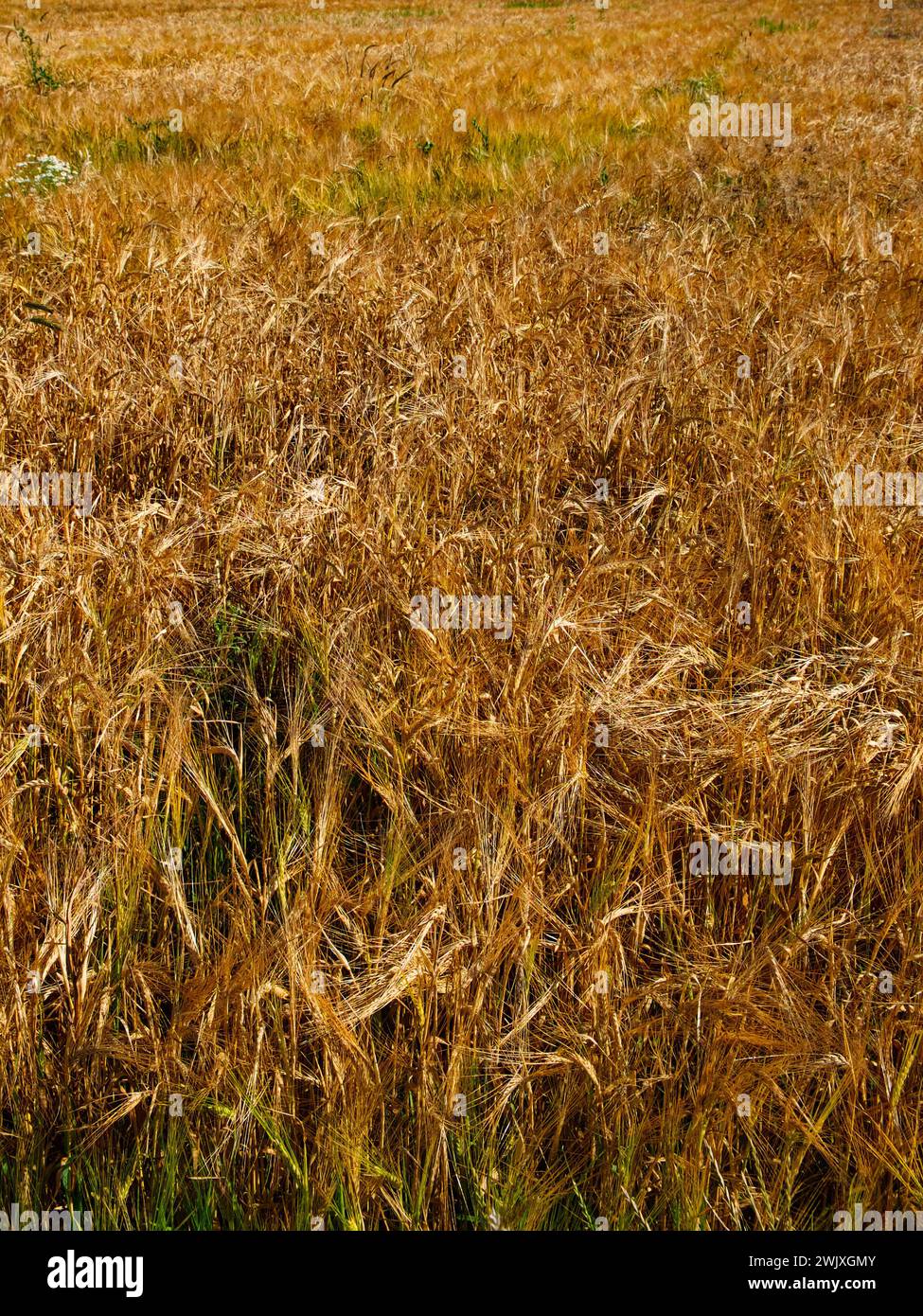 The image displays a dense field of mature, golden barley under ...