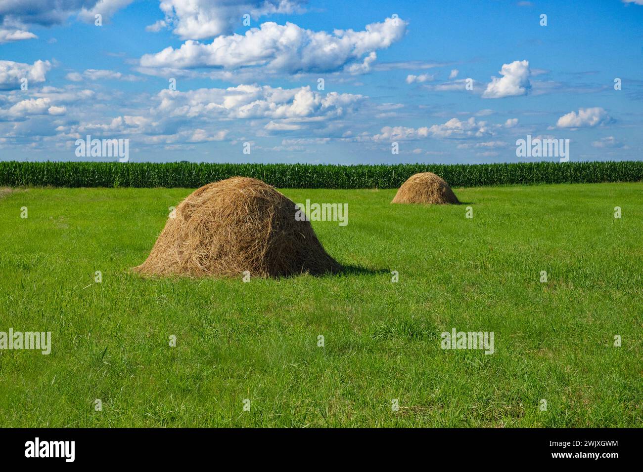 A landscape featuring bright green grass, two haystacks, a cornfield ...