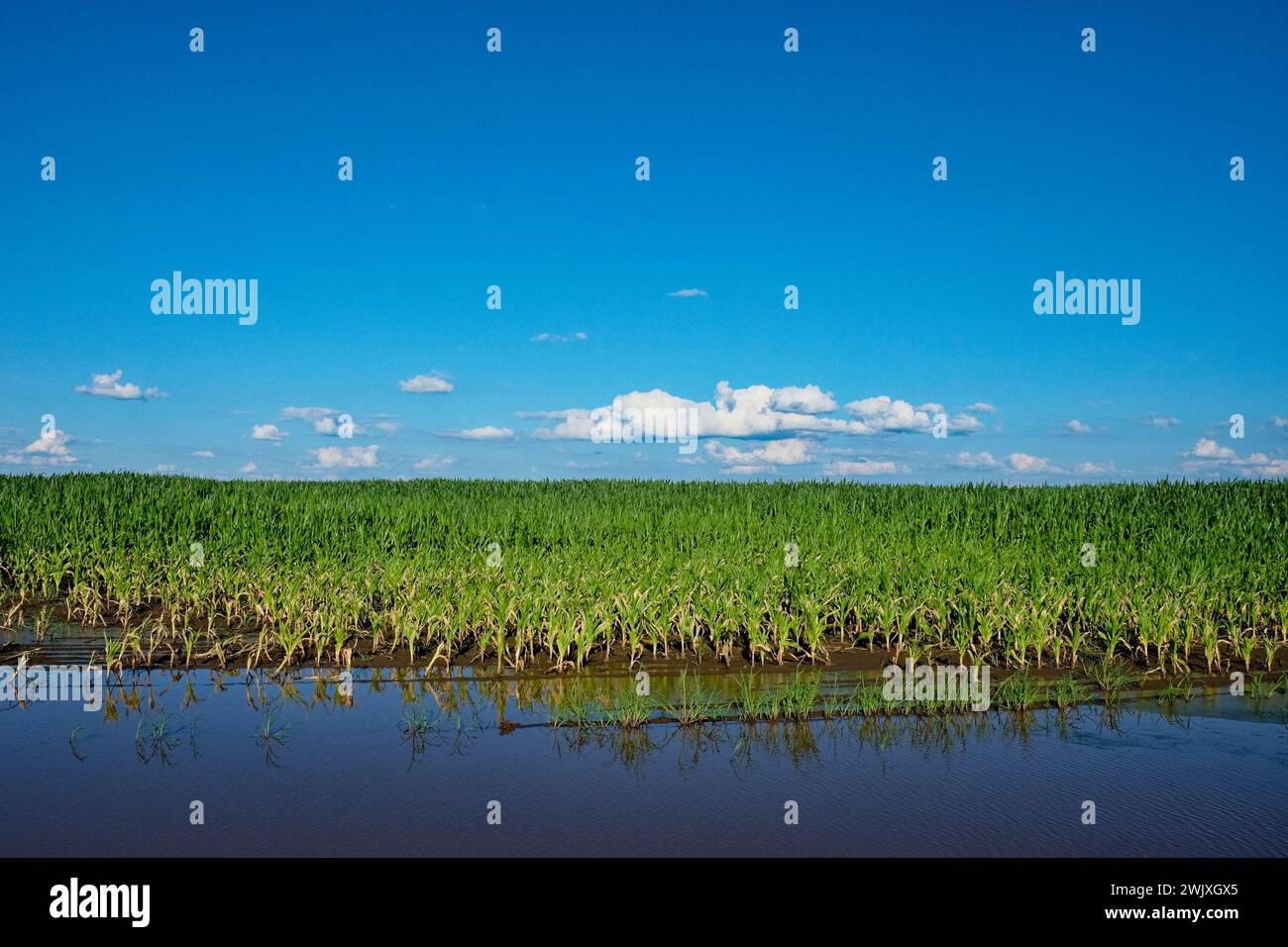 Bright day over a wet field filled with green crops Stock Photo - Alamy