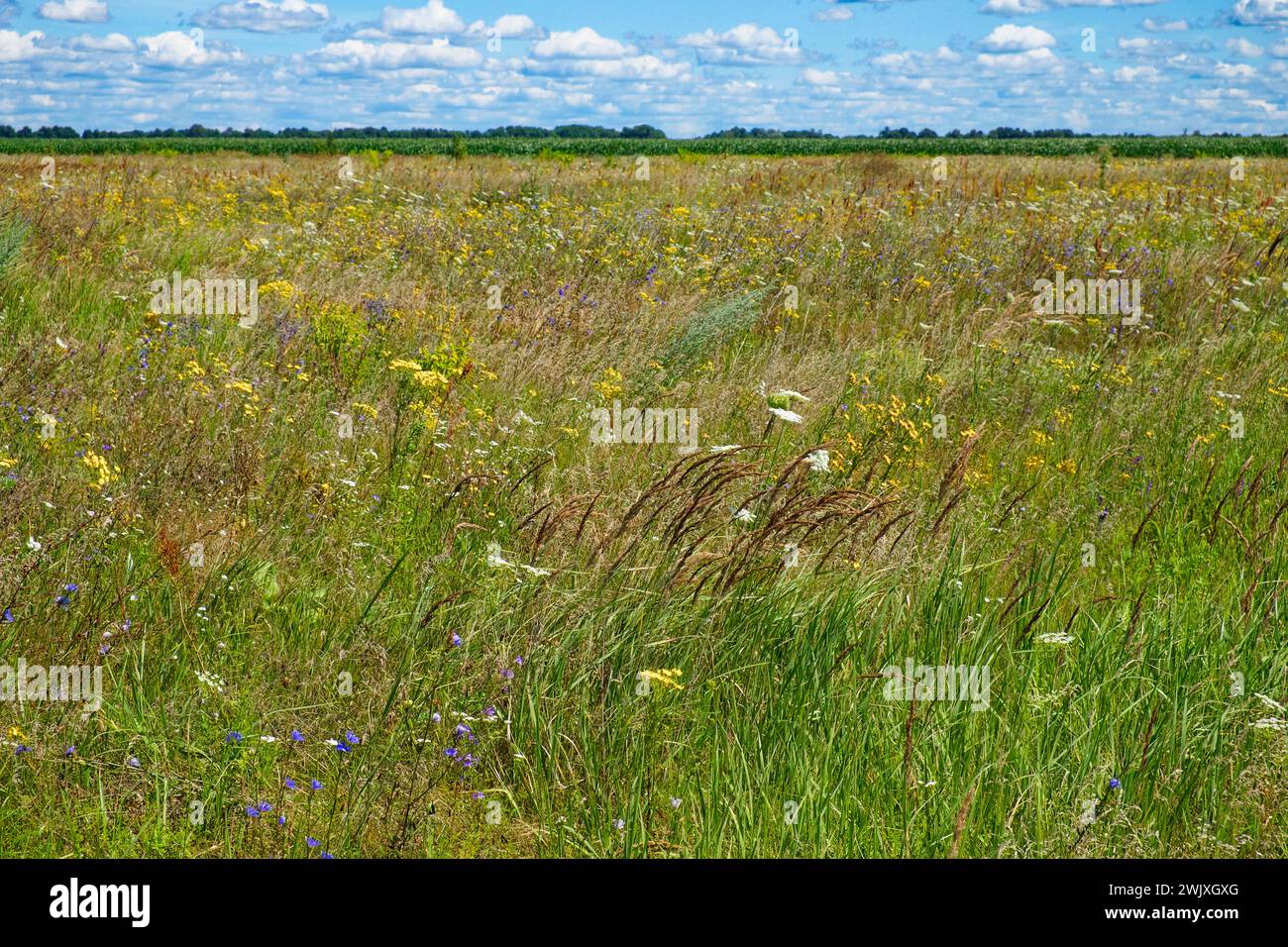 Tall grasses under hi-res stock photography and images - Alamy