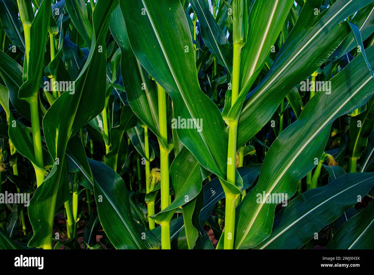 Corn plants in plantation hi-res stock photography and images - Alamy