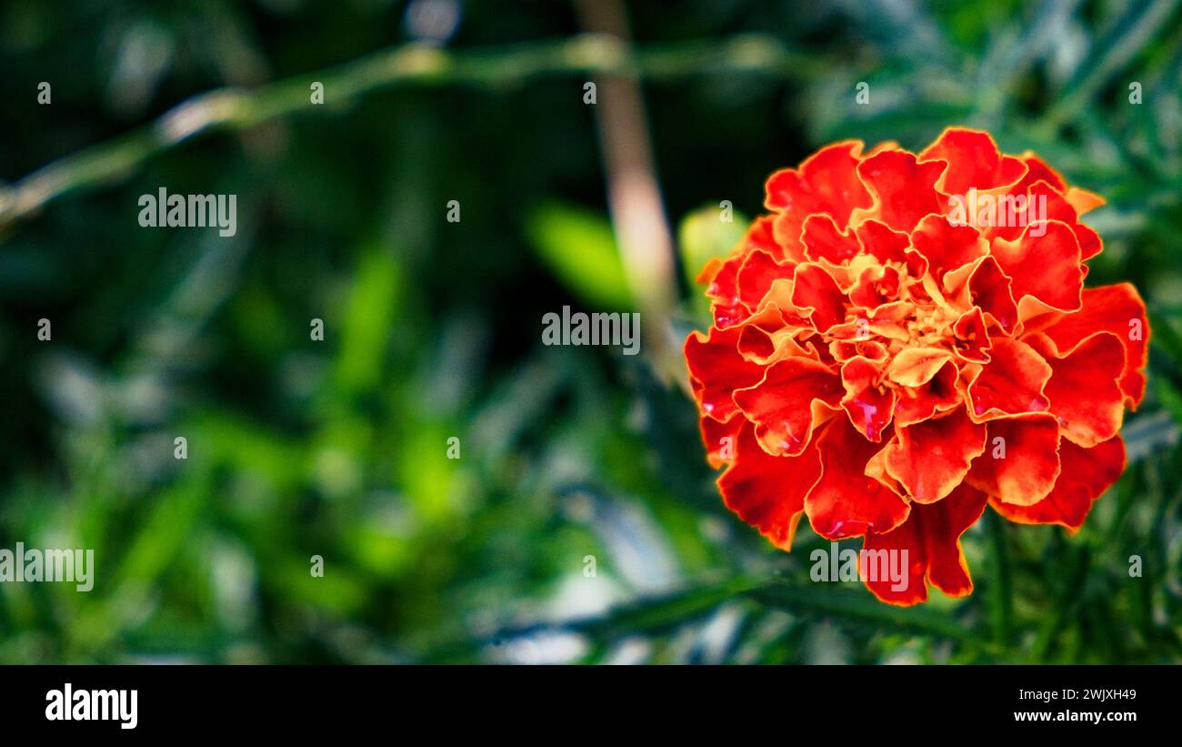 Marigold leaves hi-res stock photography and images - Alamy