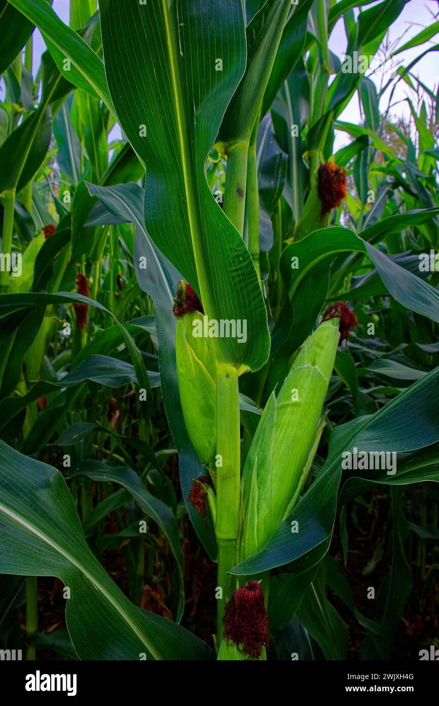 Dense field hi-res stock photography and images - Alamy