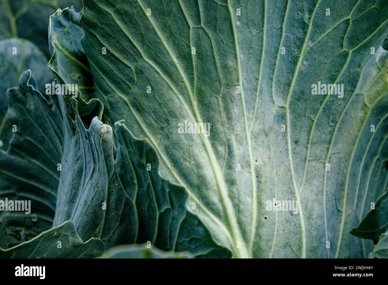 The image shows a close-up of green cabbage leaves with visible veins ...