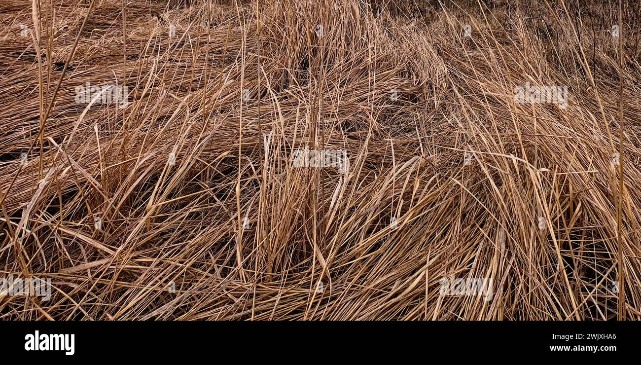 A detailed view of dried grass, showcasing the texture and pattern ...