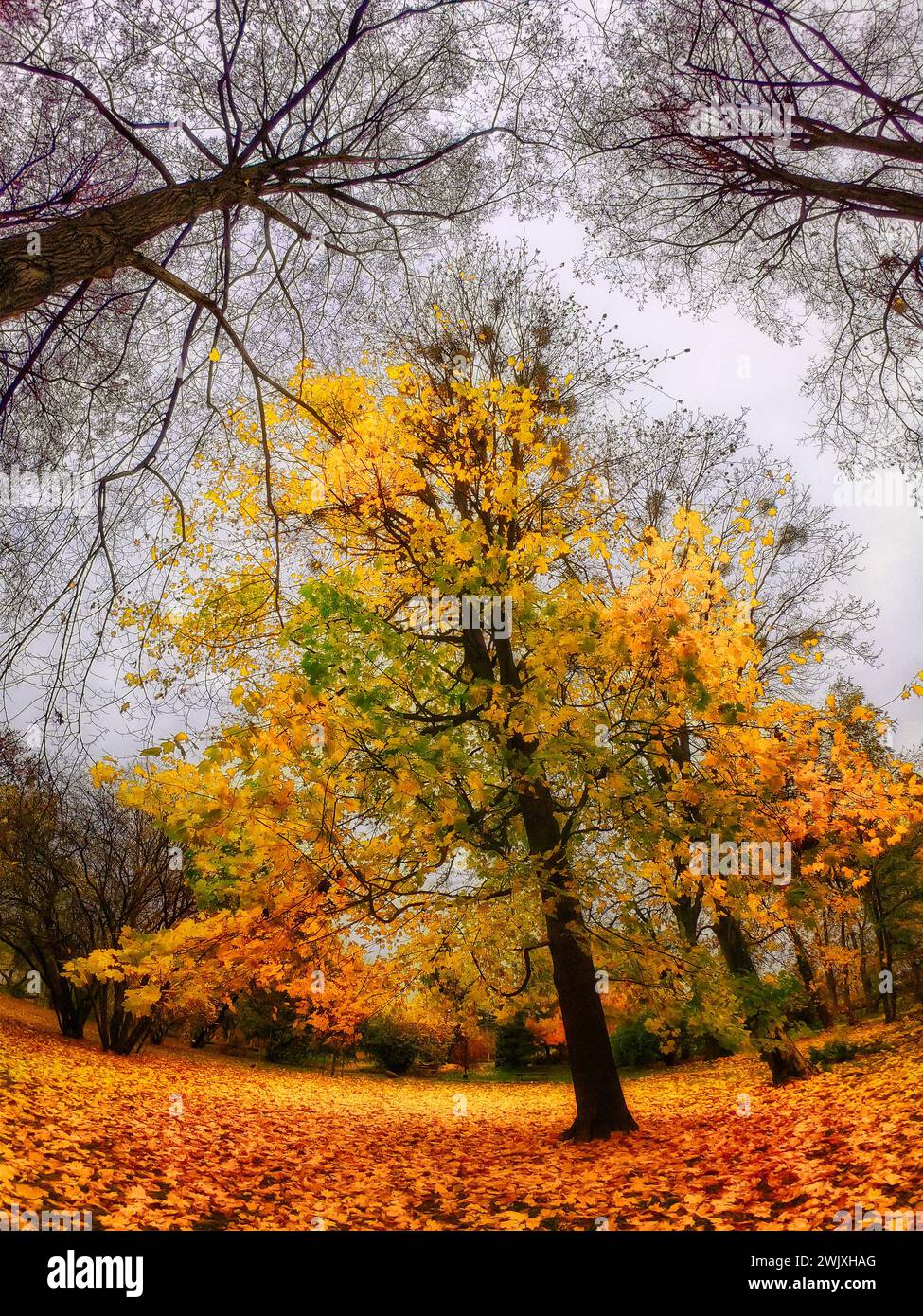The image shows a tree in full autumn splendor, surrounded by a ground ...