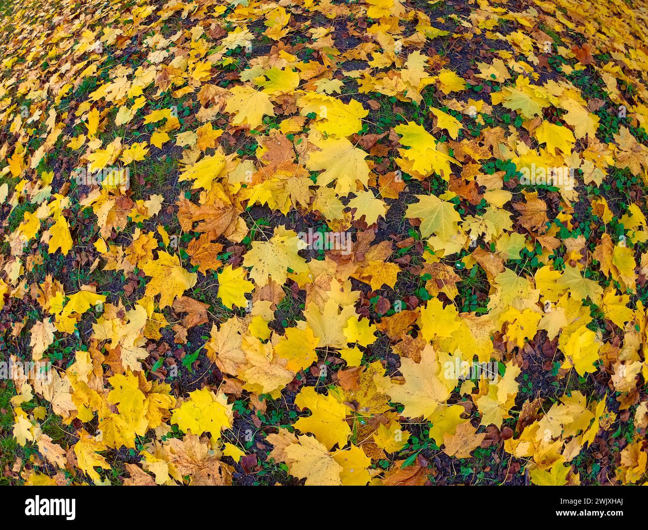 Fallen autumn leaves in various shades of yellow, brown, and green ...