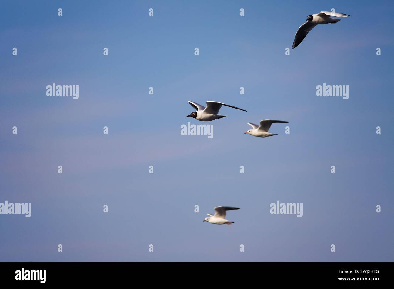 Four seagulls in mid-flight against a clear blue sky, showcasing ...