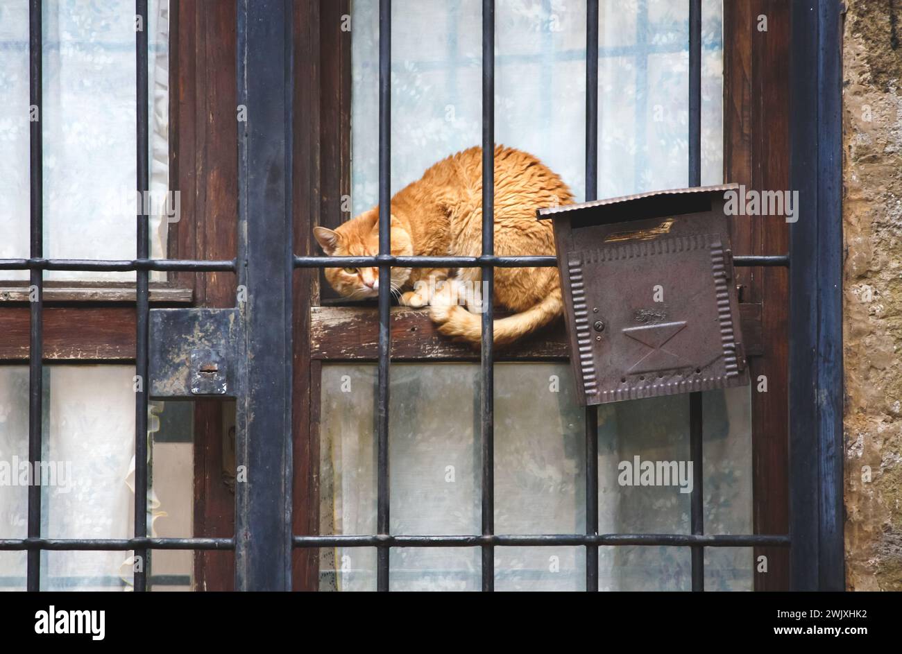 orange cat in a defensive posture sits on a window behind bars next to ...