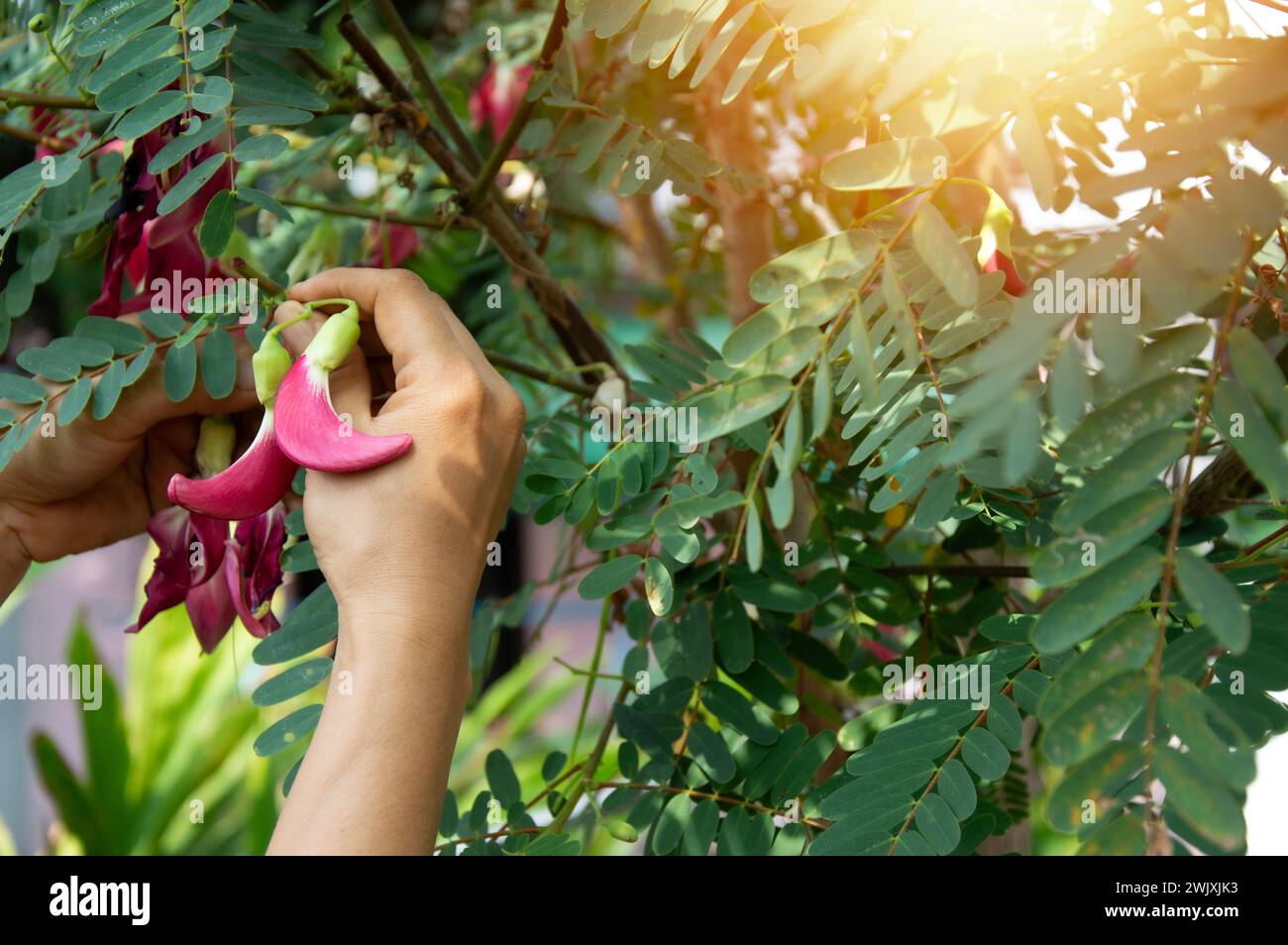 Beautiful red Agusta flowers in Thailand are called 'Dok Khae'. Red ...