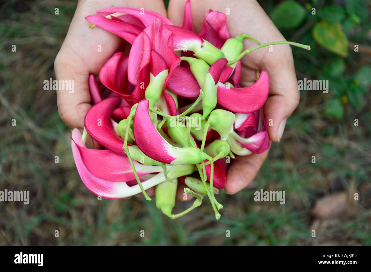 Beautiful red Agusta flowers in Thailand are called 'Dok Khae'. Red ...