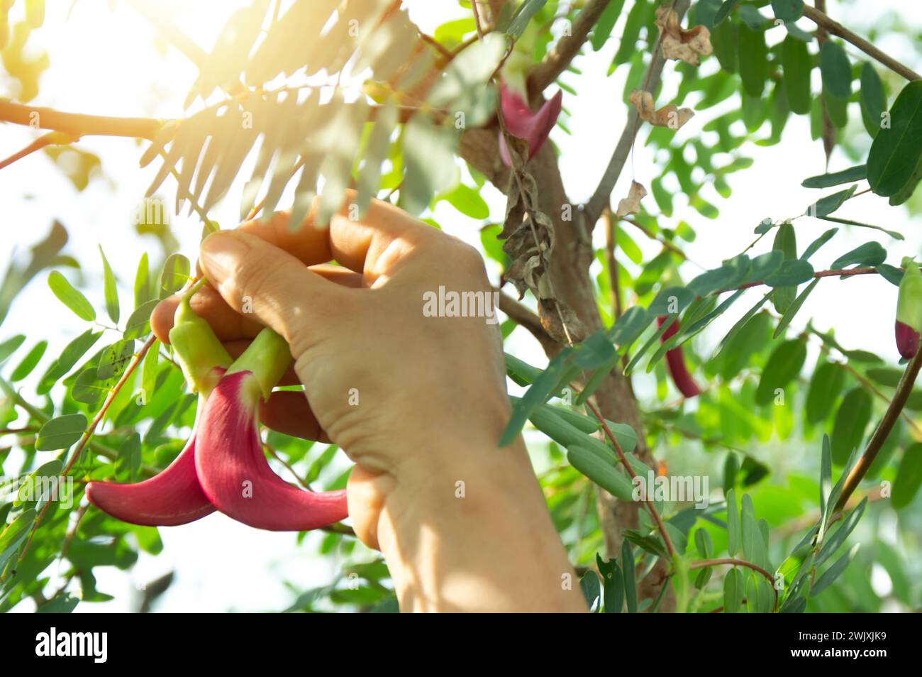 Beautiful red Agusta flowers in Thailand are called 'Dok Khae'. Red ...