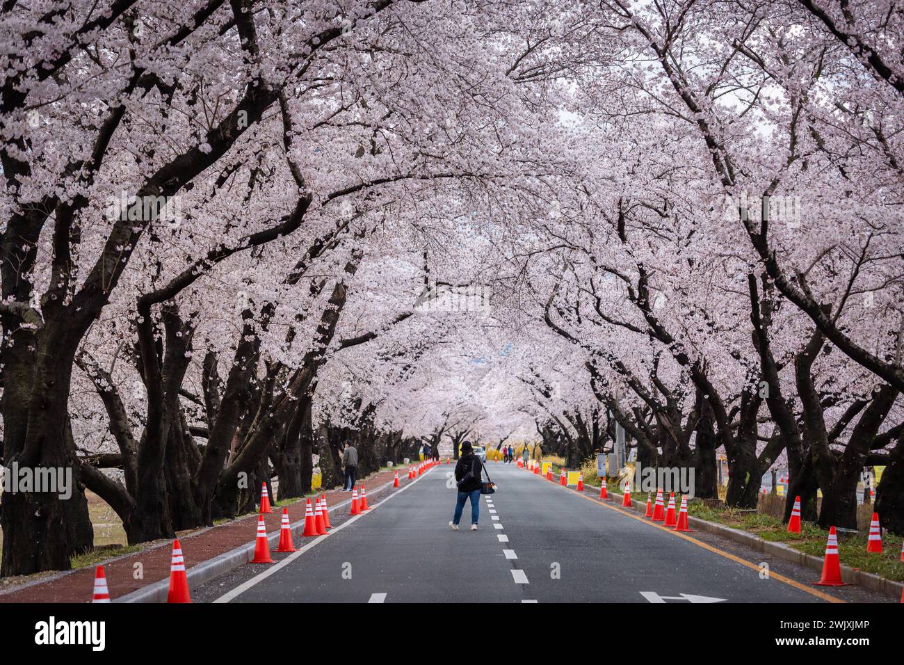 Beautiful cherry blossom tunnel and cherry trees on both sides of the ...